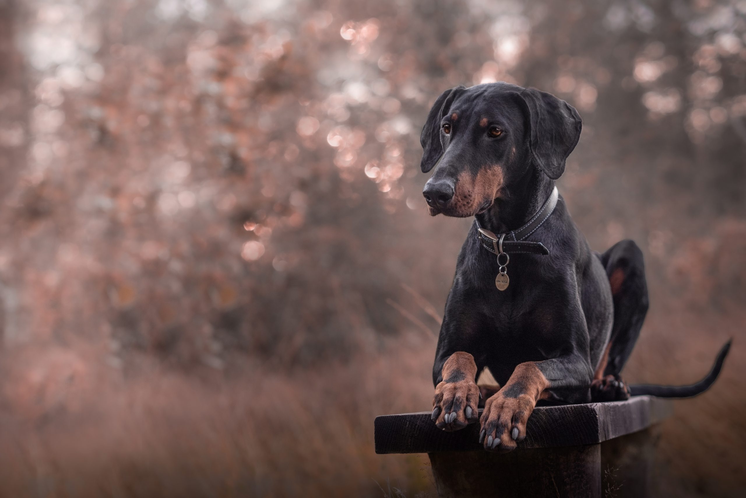 UK Dobermann Clubs